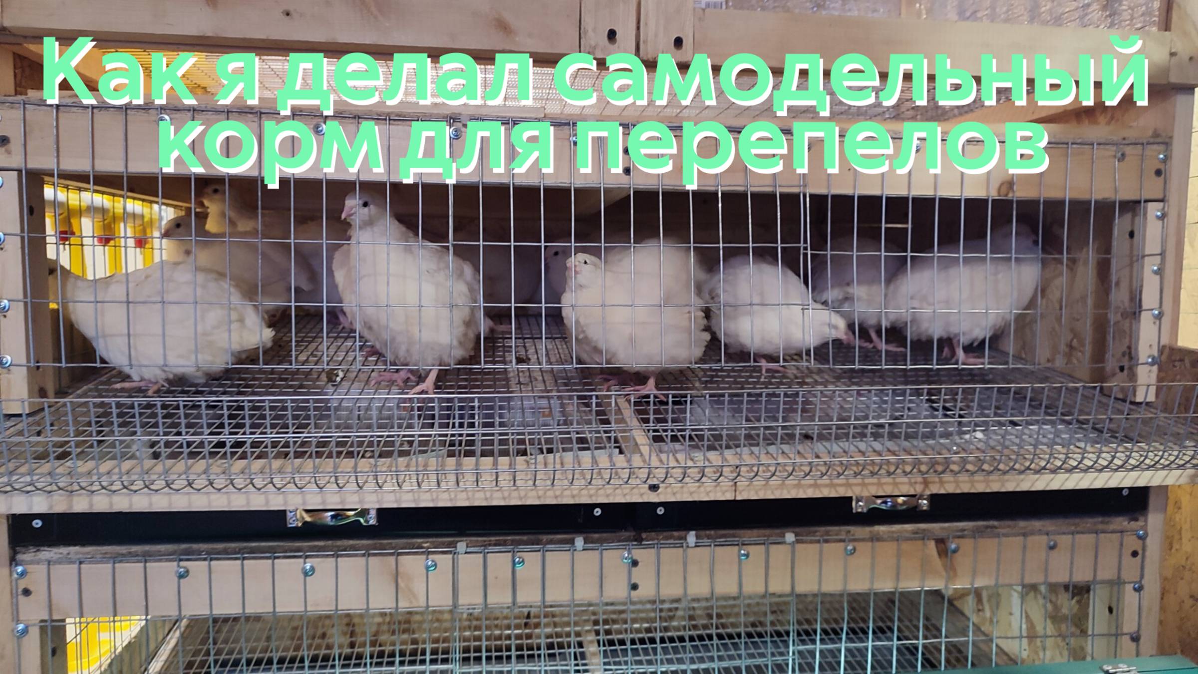 Самодельный корм для перепелов