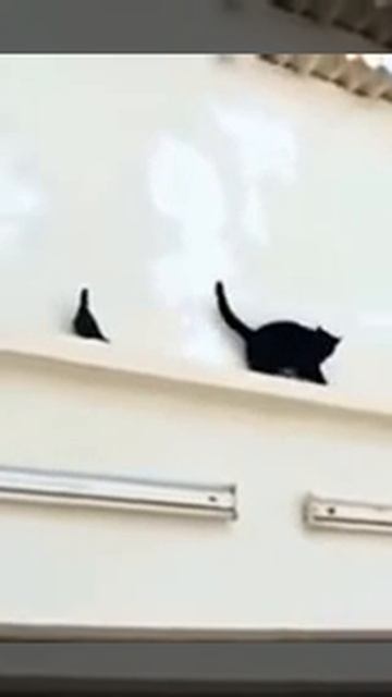 Кот на охоте