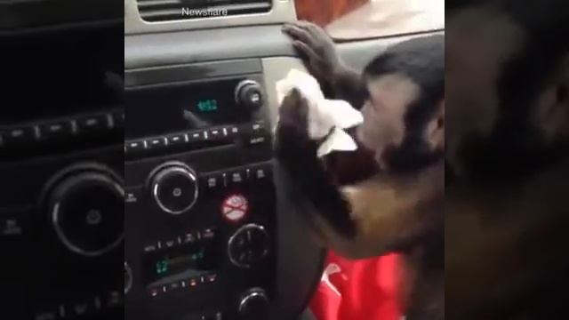 Люди и животные - лучшие друзья