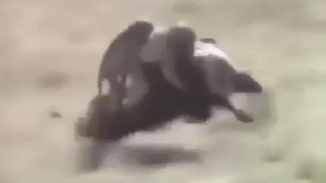 Такси в Сафари