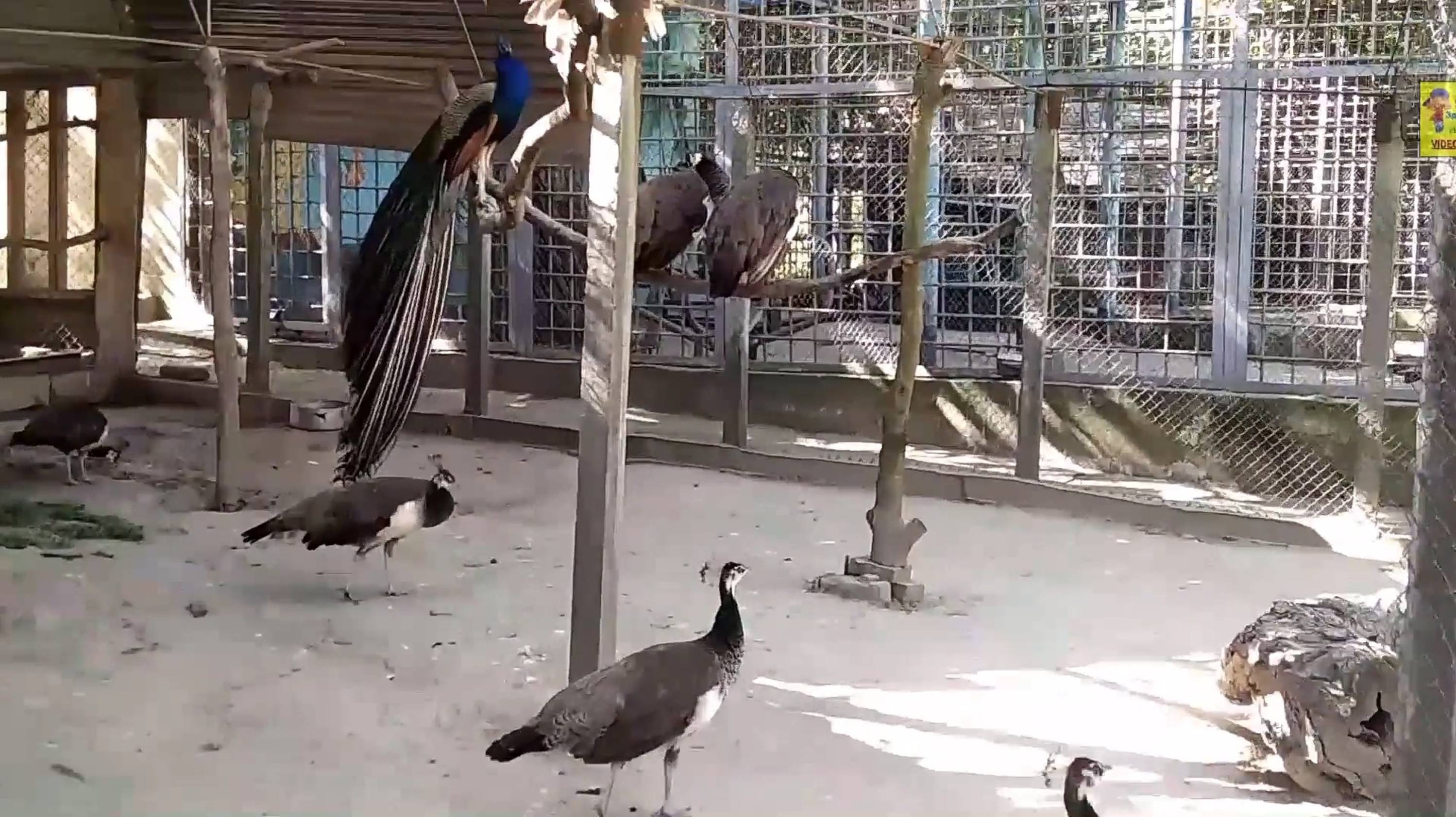 Городской зоопарк