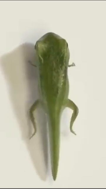 Как растет лягушка