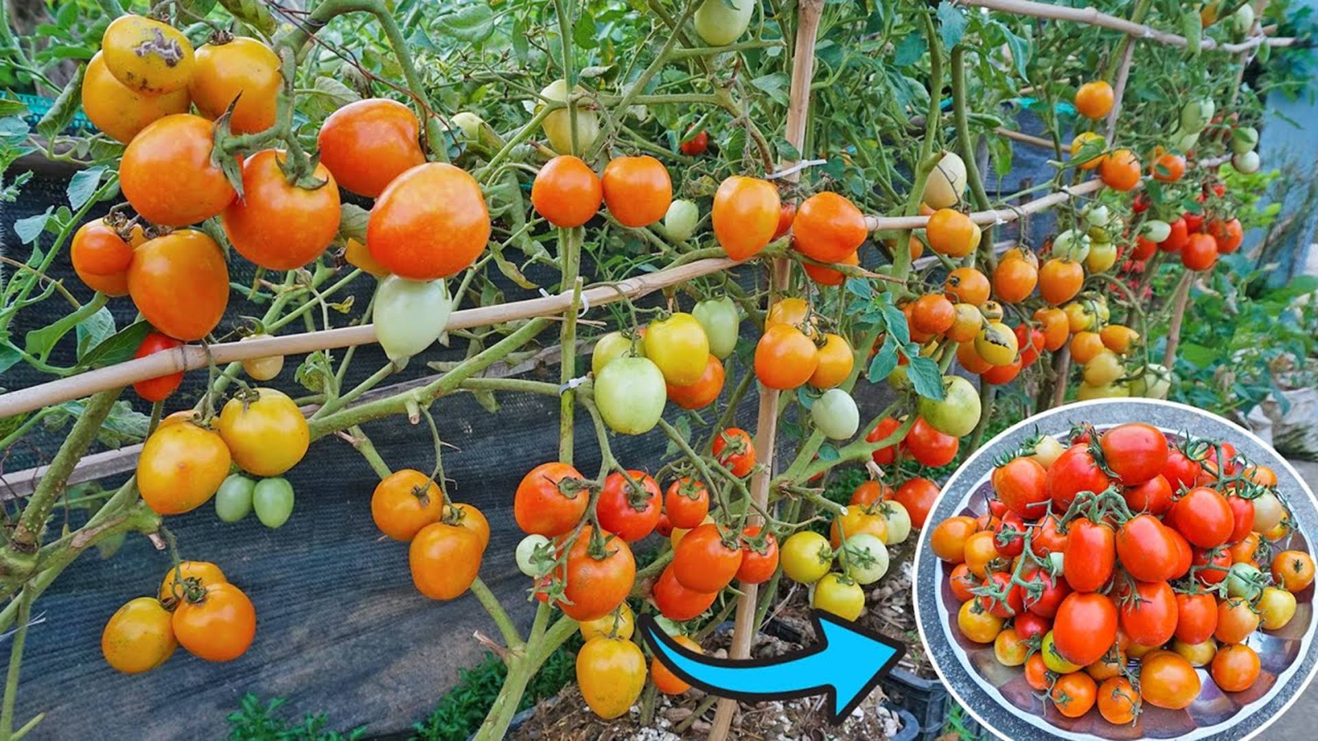 Вырастить помидоры дома несложно. Много плодов и полезно для здоровья