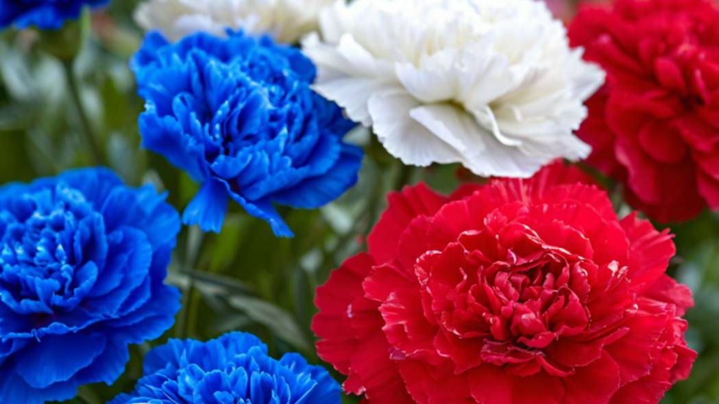 23 февраля: Бесплатные музыкальные открытки для любимого – Красивые и трогательные поздравления