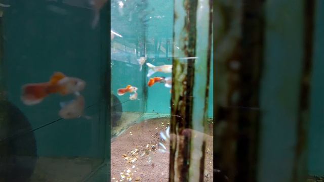 зоомагазин золотая рыбка домашние рыбки улитки и лягушки