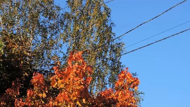 Маруся в сентябре. Бегущая по проводам