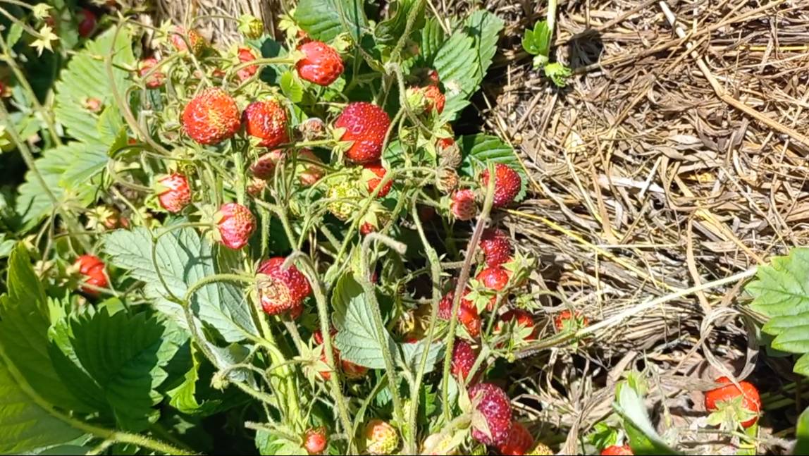 ЦУКАТ МУСКАТНЫЙ  ОПИСАНИЕ .  ЗЕМКЛУНИКА ЦУКАТ МУСКАТНЫЙ НЕ СПИШИТЕ УДАЛЯТЬ
