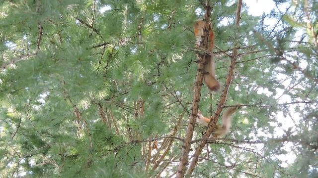 Бельчата познают мир.