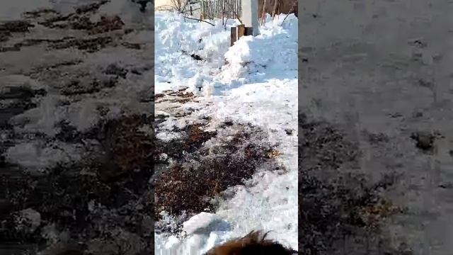 пес