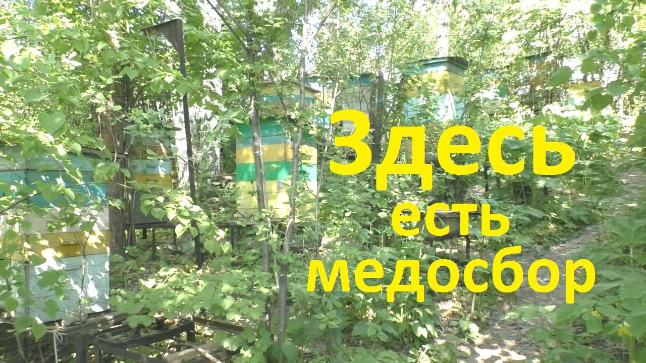 Хороший медосбор его видно