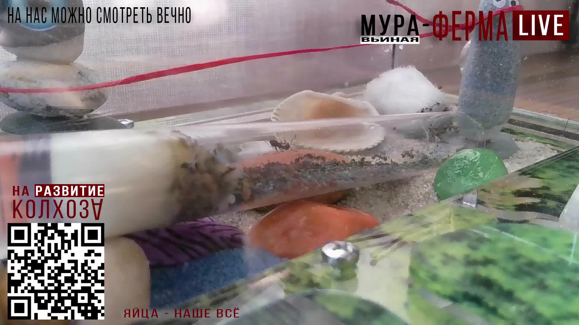 МУРА-ферма LIVE.Бункер 2.Муравьиная ферма. Заселение! Муравьи Жнецы.+радио "Мураши LIVE"