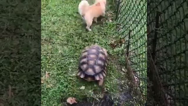 Best friends - Лучшие друзья