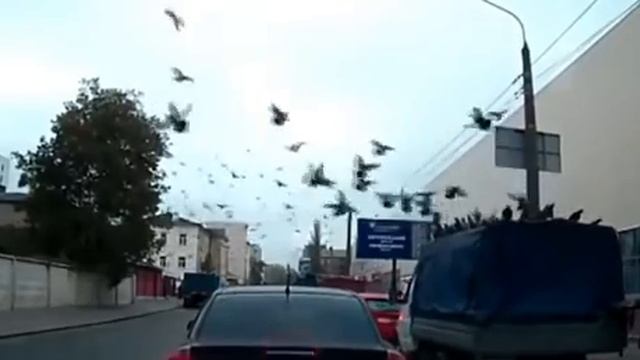 Газель и голуби