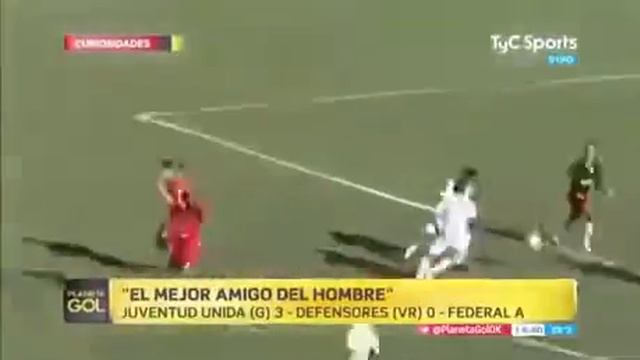 Собака вратарь