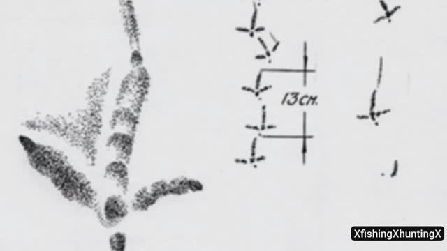 Следопыт. Охота на рябчика зимой.
