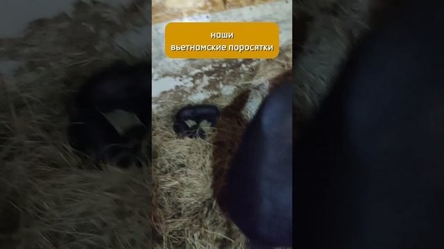 вьетнамские поросята. приплод🤩
