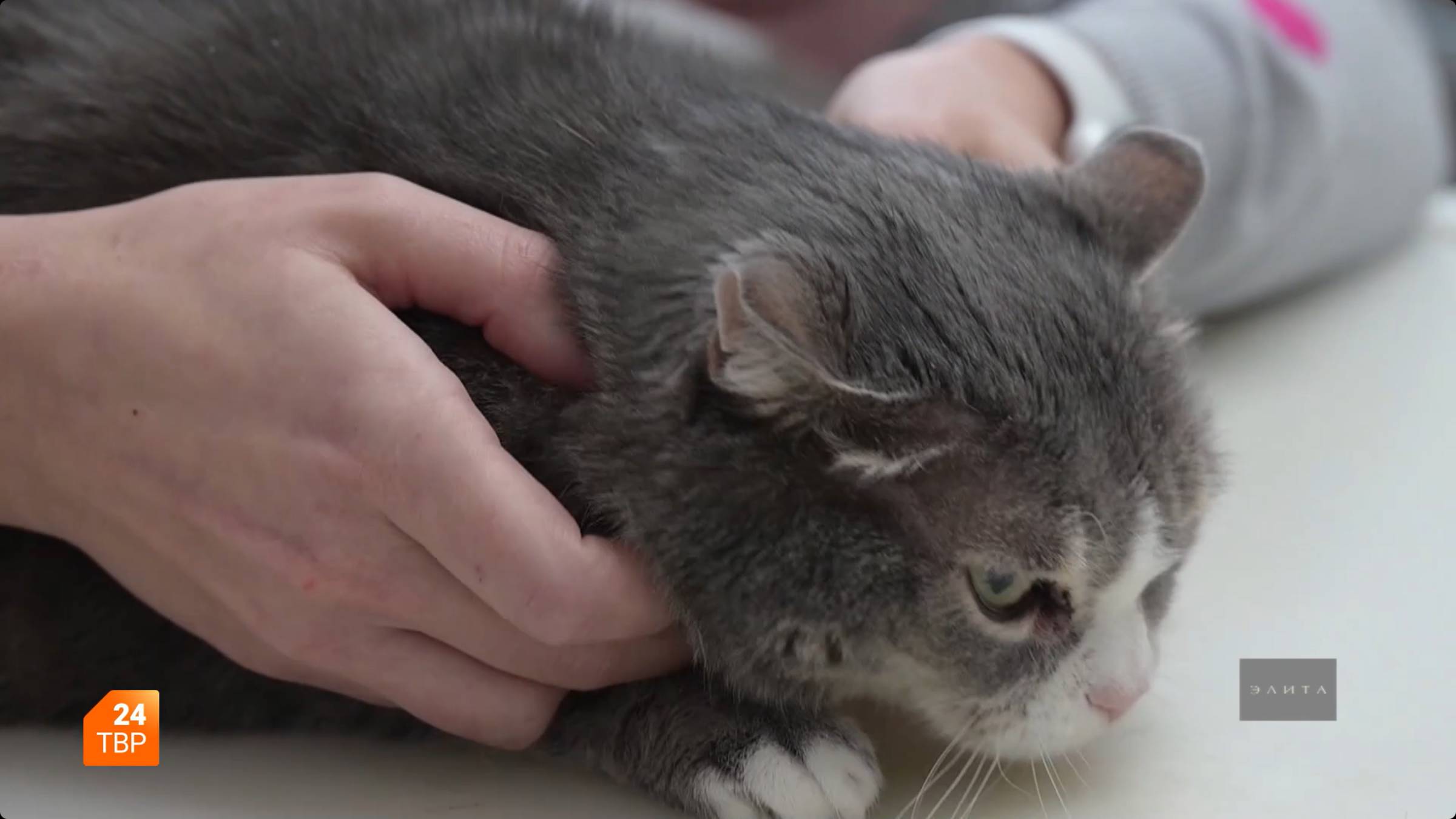 Поддержание здоровья питомца | Элита