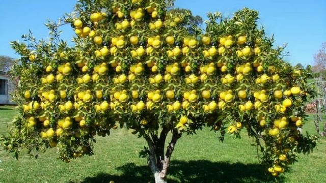 Помело в пост. Польза и вред.