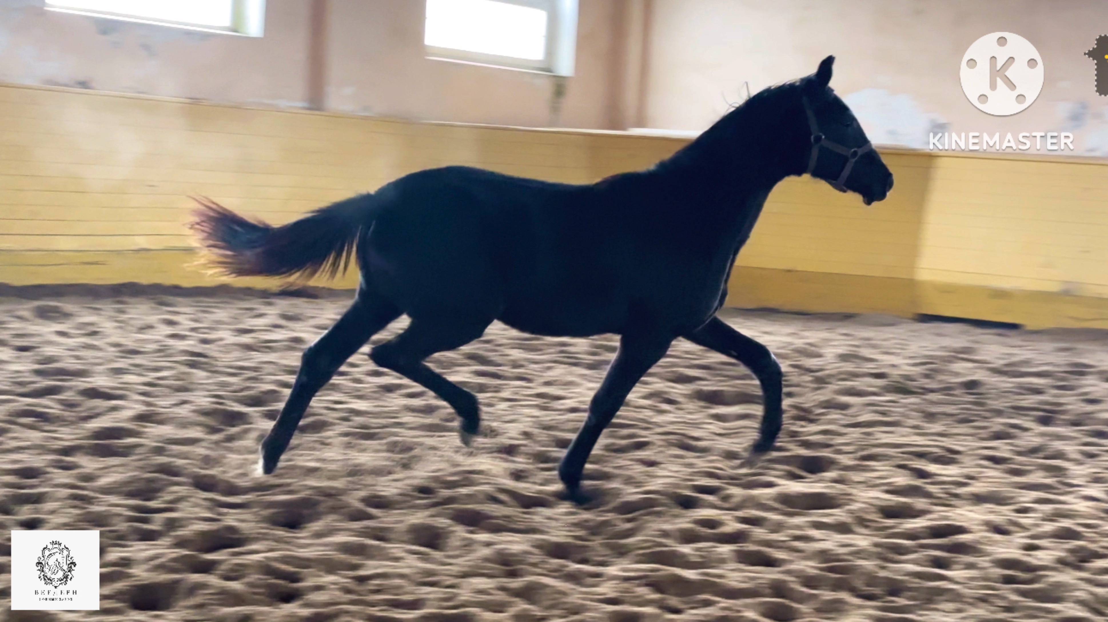 Кобыла ХОДЫНКА WD, 2024 г.р.  #жеребятаотHochmeister