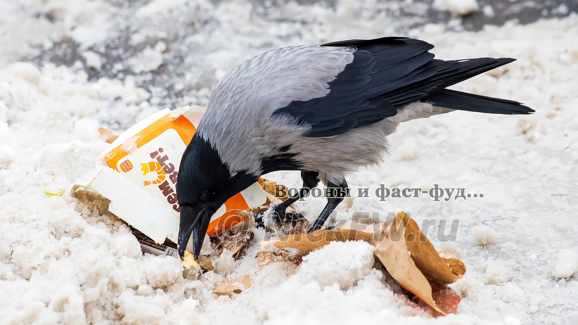 Вороны и фастфуд