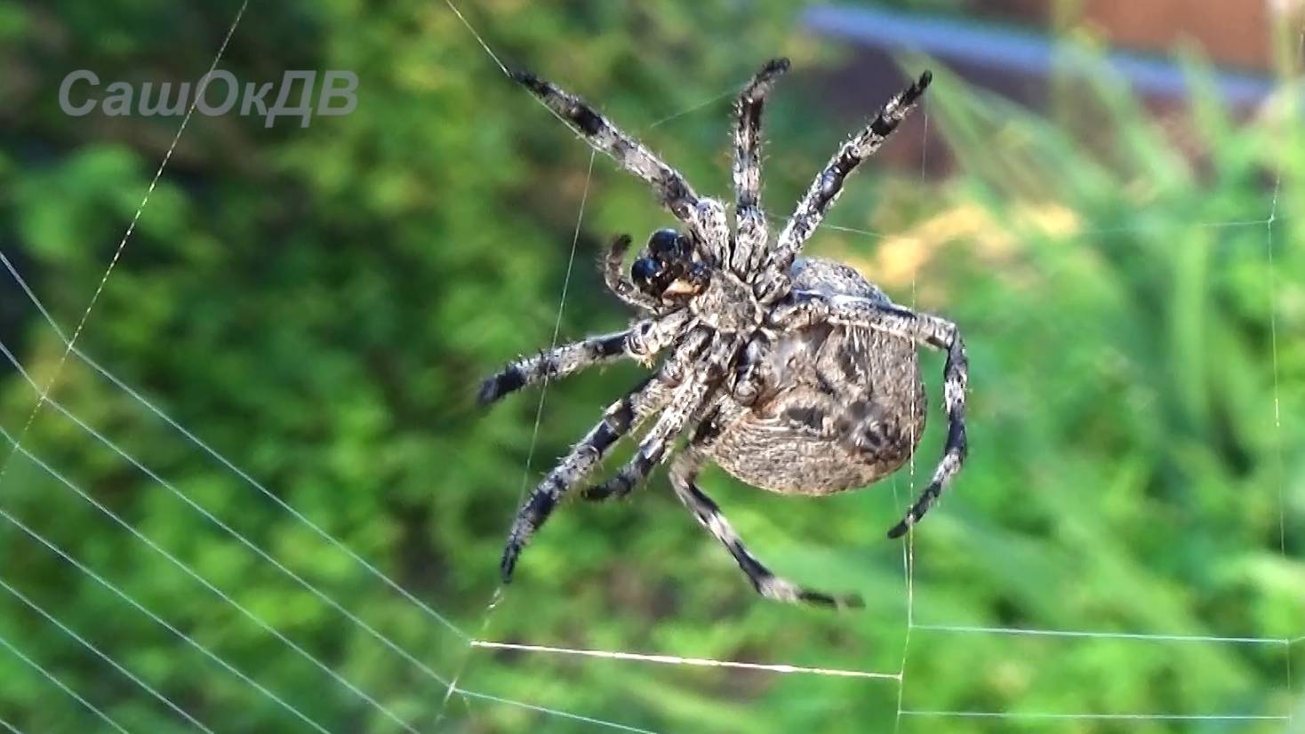 Паук и паутина. Как паук паутину плетет...