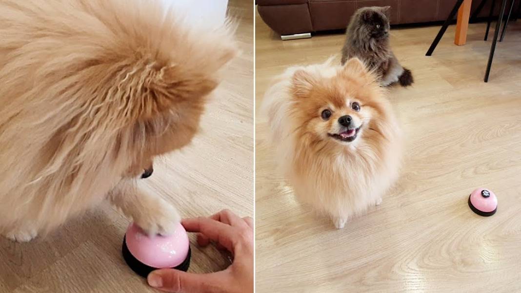 Басенька учится звонить в звоночек!