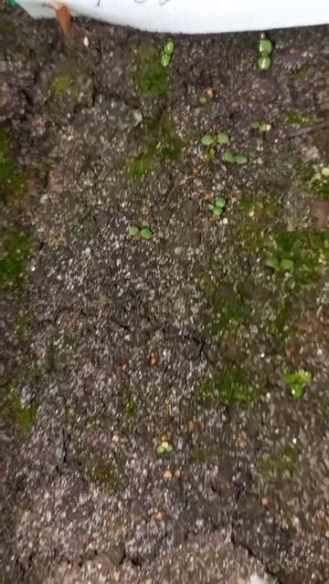 3 недели рассаде земляники