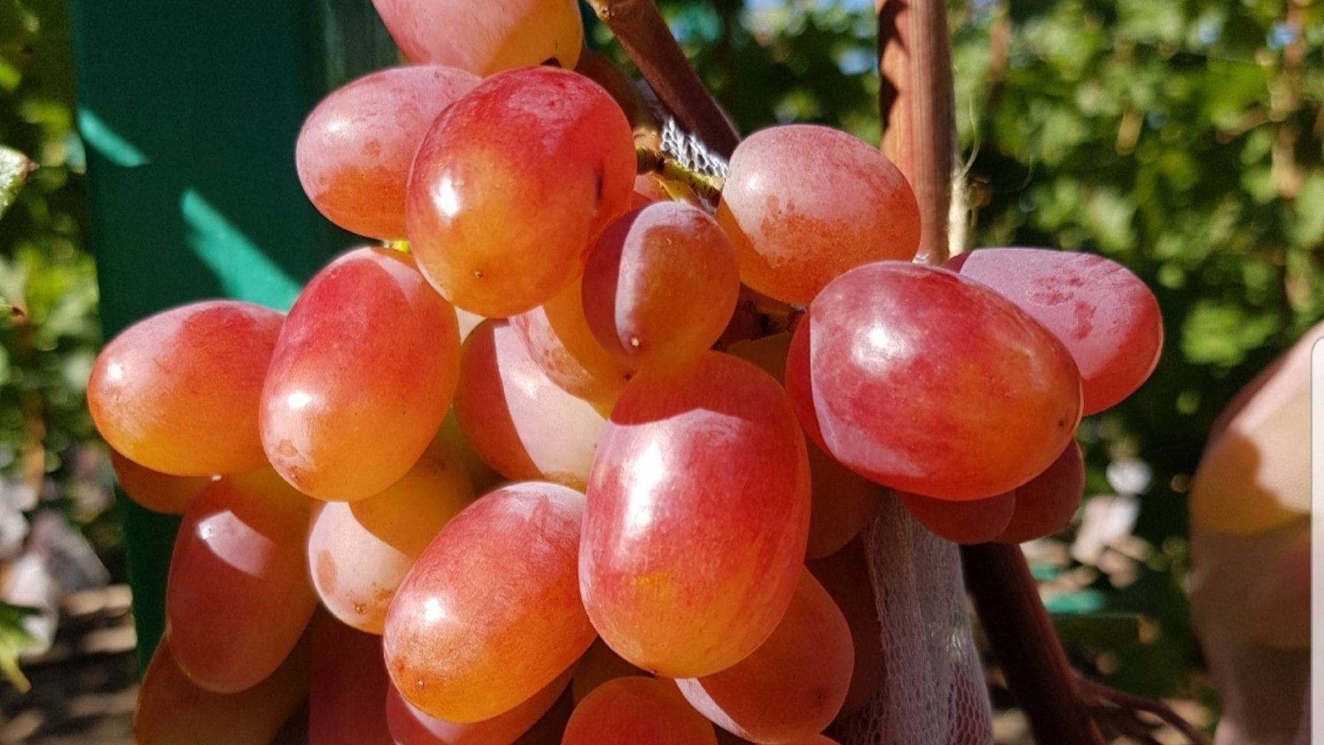 Сорт винограда Юбилей Новочеркасска.