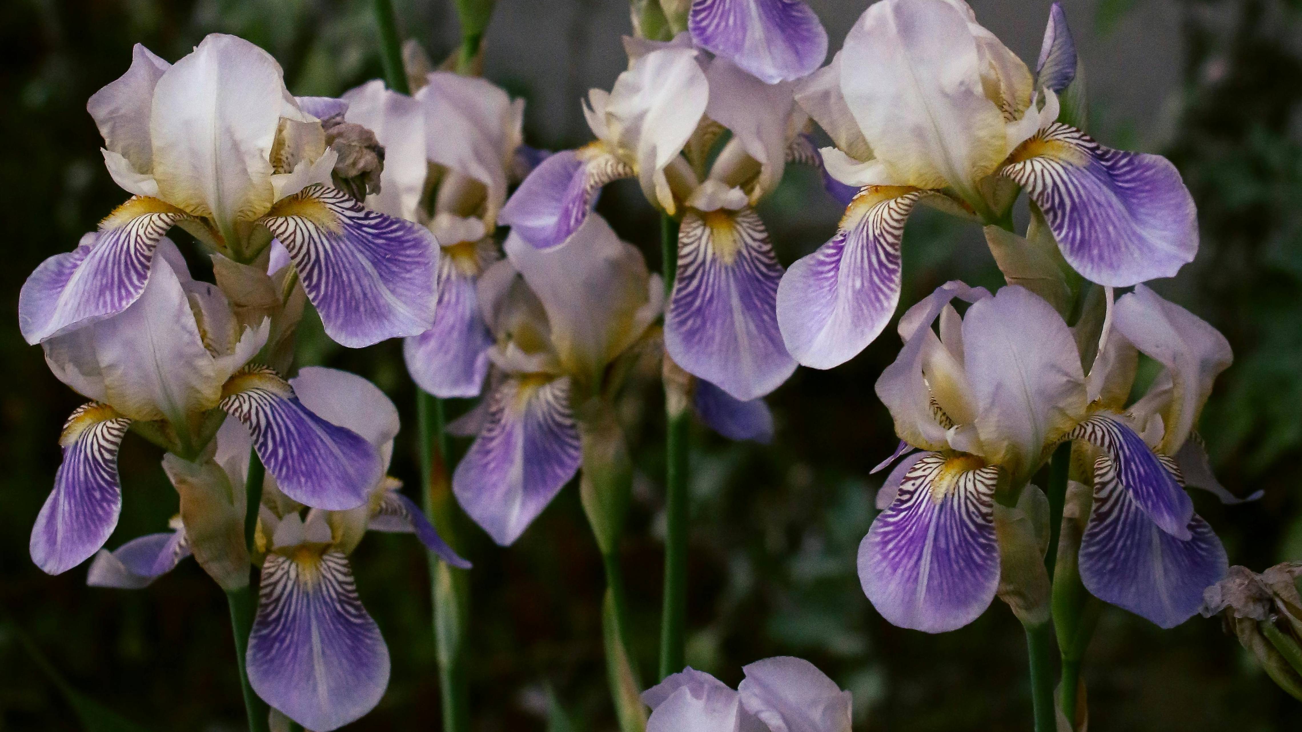 Фиолетовый оттенок ириса