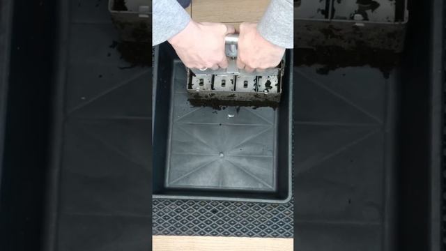 Посев перца на рассаду в почвенные блоки без дальнейшей пикировки  #перец  #огород #дача #рассада