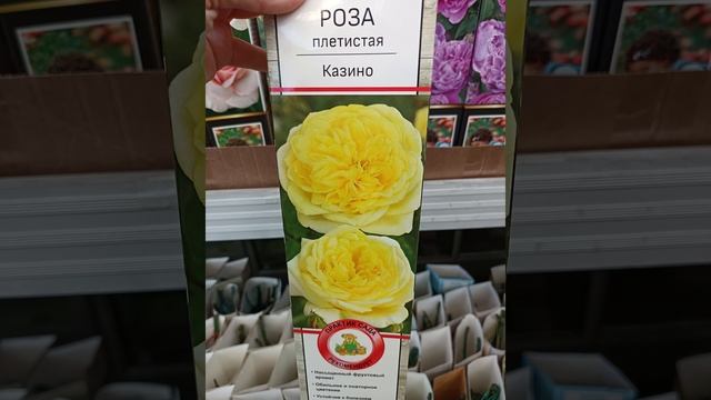 Новые розы в коробках агрофирмы Поиск. Февраль.2025 год.