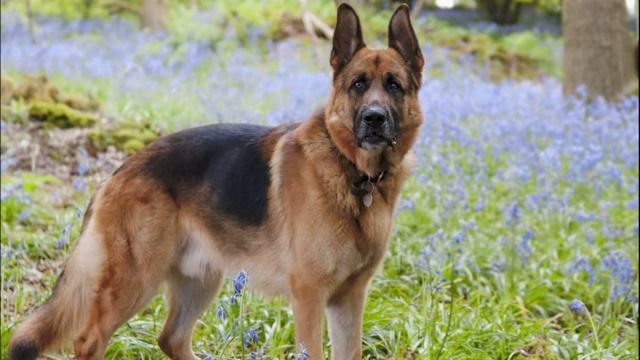 Лай Немецкой Овчарки. Звук Лай Овчарки. Лай Собаки