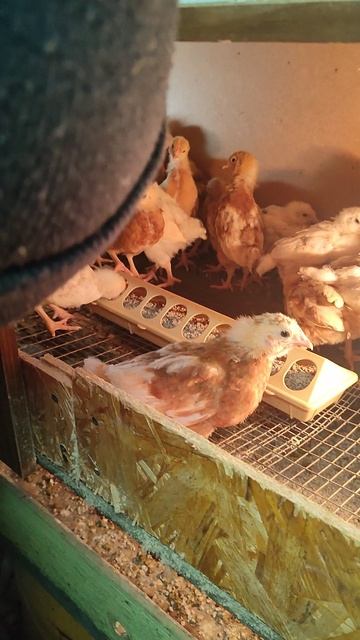 как отличить курочку от петушка среди цыплят