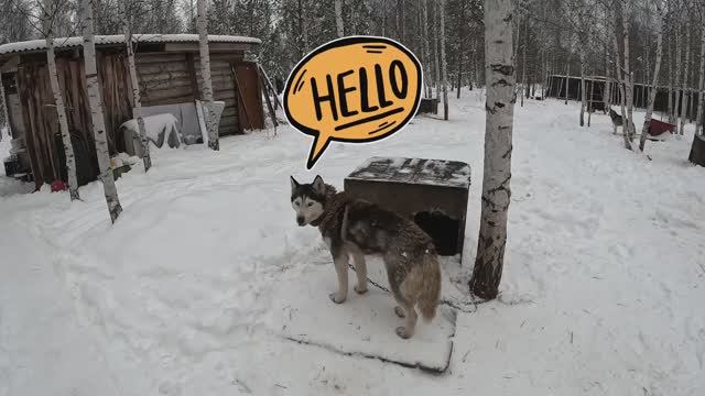 "Ладный стан". Любвеобильные хаски и их длинные носы: питомник, где собаки всегда готовы к марафону