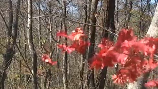 (ретро) КЕДРОВАЯ ПАДЬ_03.07