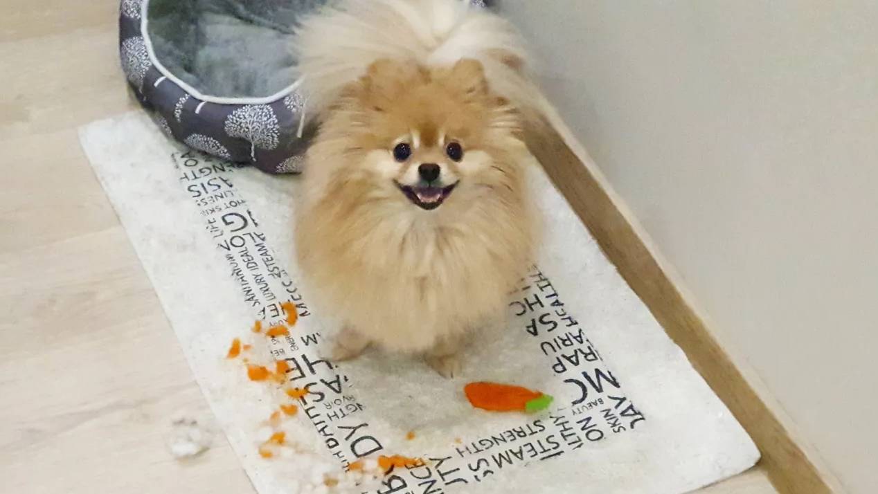 Трагическая судьба новогоднего подарка Рыси!