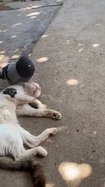 Голубь будит кота