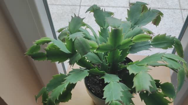 Заставим цвести декабрист к Новому Году!