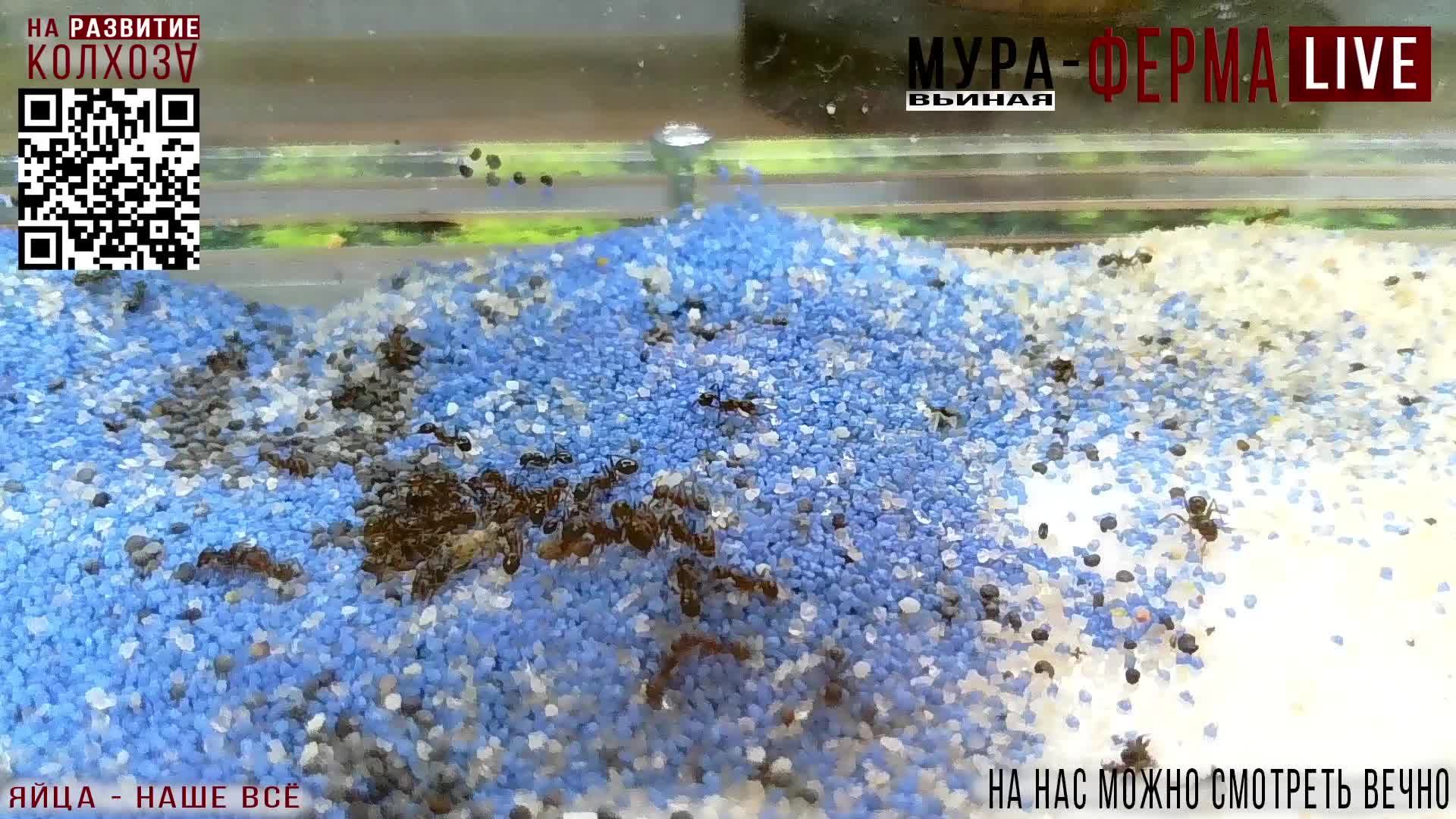 МУРА-ферма LIVE.Бункер 5.Муравьиная ферма. На арене! Муравьи Жнецы.+радио "Мураши LIVE".