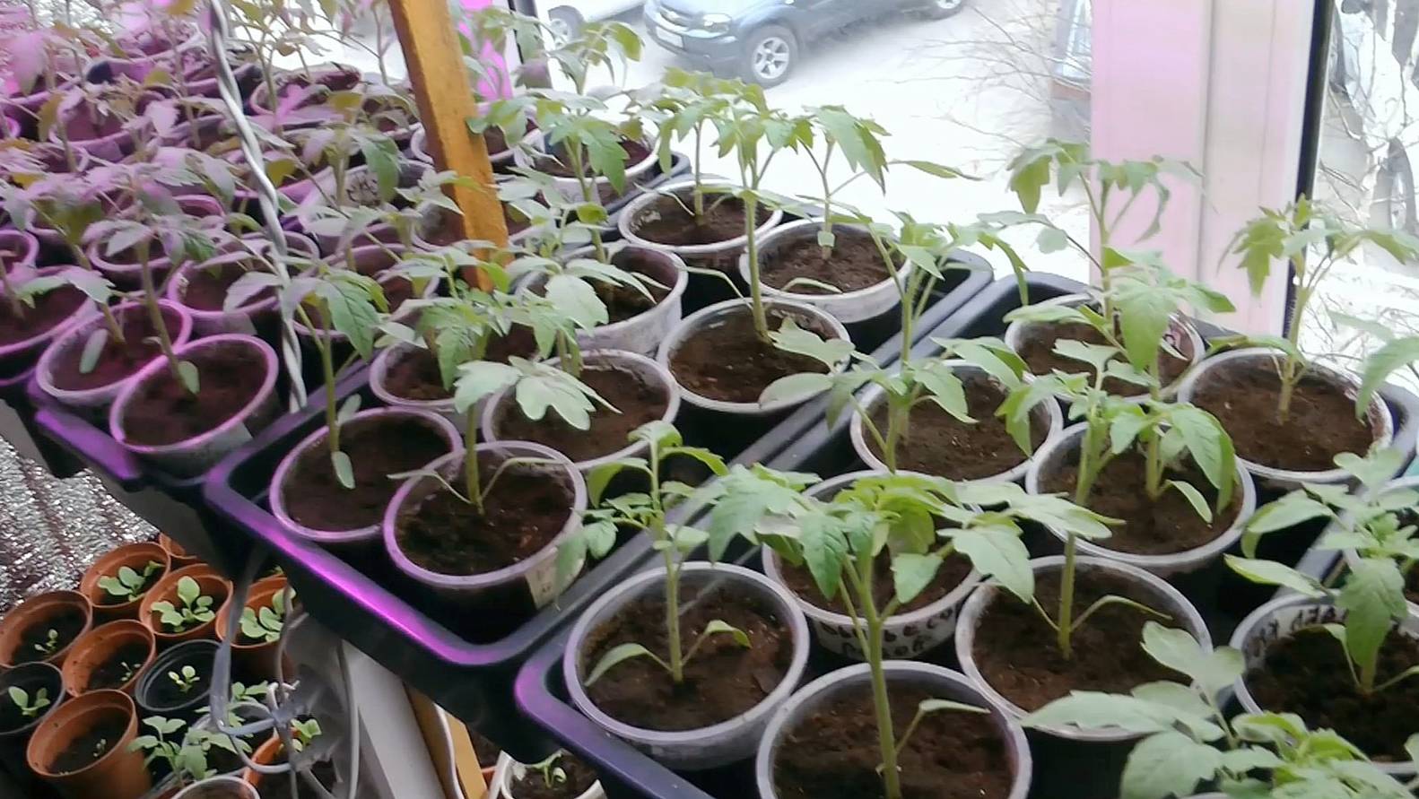 Выращиваем рассаду овощей из семян в домашних условиях.