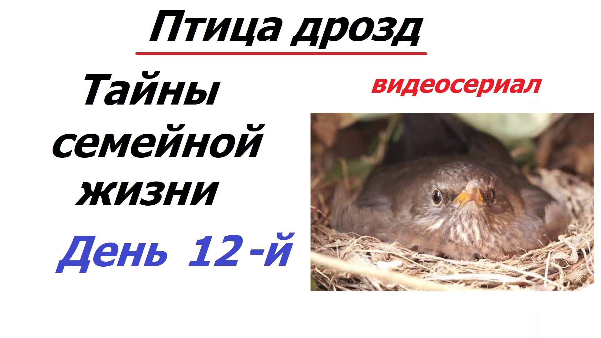 История одной птичьей семьи. День 12-й. Сериал