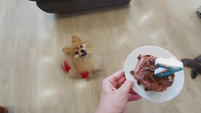 Пушистая Банда празднует День Рождения Баси!