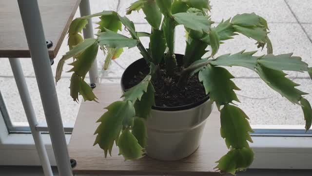 Не цветёт декабрист?