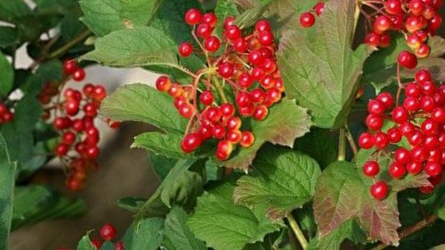 Эх, калина горькая Валентина Рублева слова Светлана Юрасова музыка Алексей Ванюков Ав НРудакова