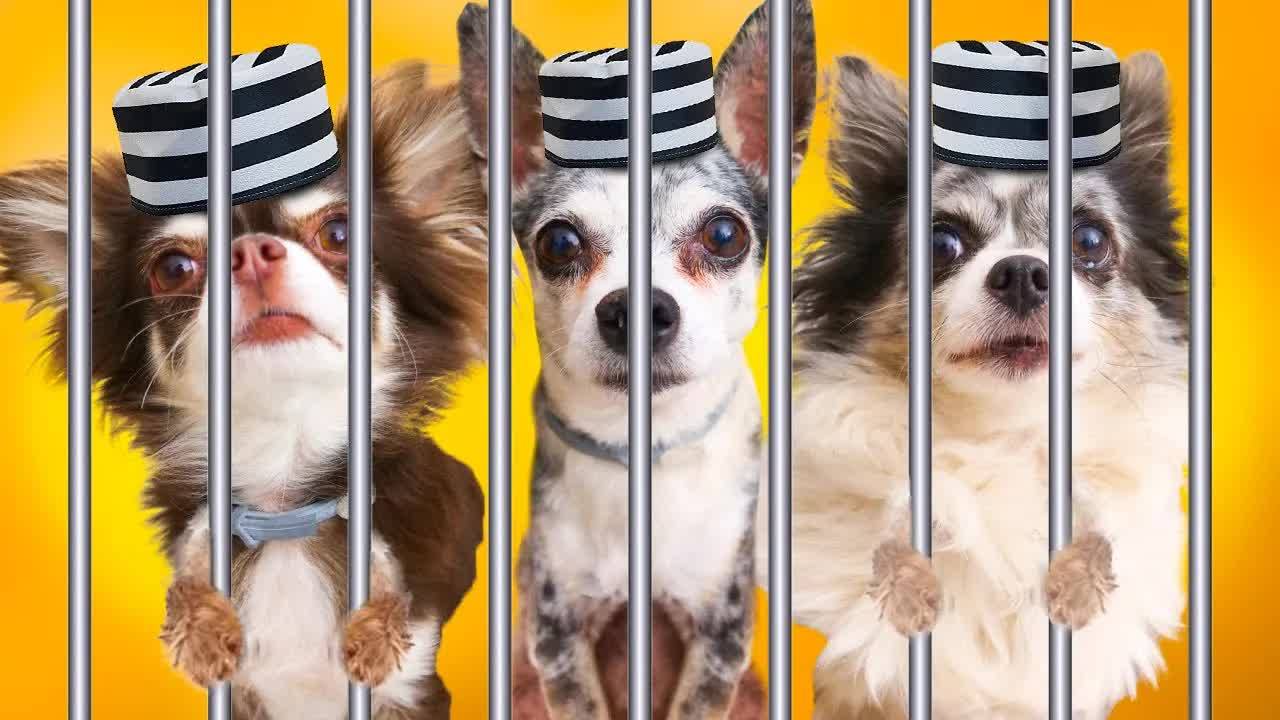 Побег из тюрьмы! Питомцы в лабиринте — челлендж!