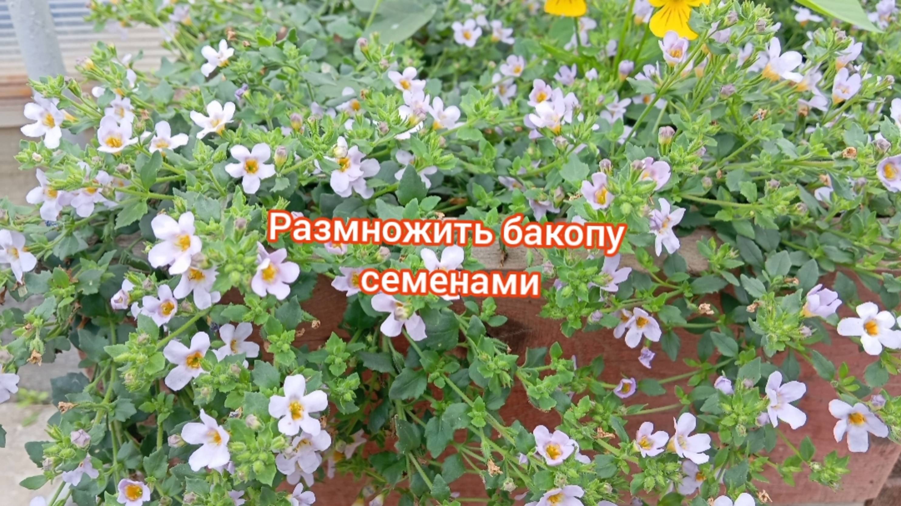 Размножение бакопы семенами.