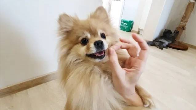 Какую оценку вы бы поставили Басе за команды?