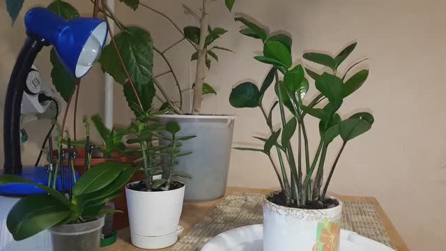 ЗАМИАКУЛЬКАС! Как ухаживать? Пересадка.🍀🍀🍀