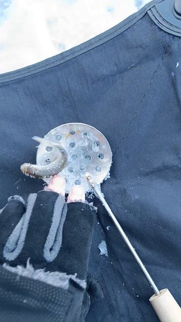 Суперразмер плотвы на Нагульном пруду на Гжелке 23-02-2025