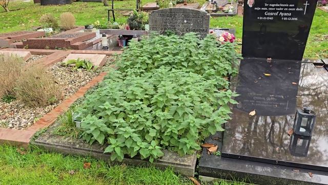Кладбище в Амстердаме Де Ньиве Остер (De Nieuwe Ooster), часть первая